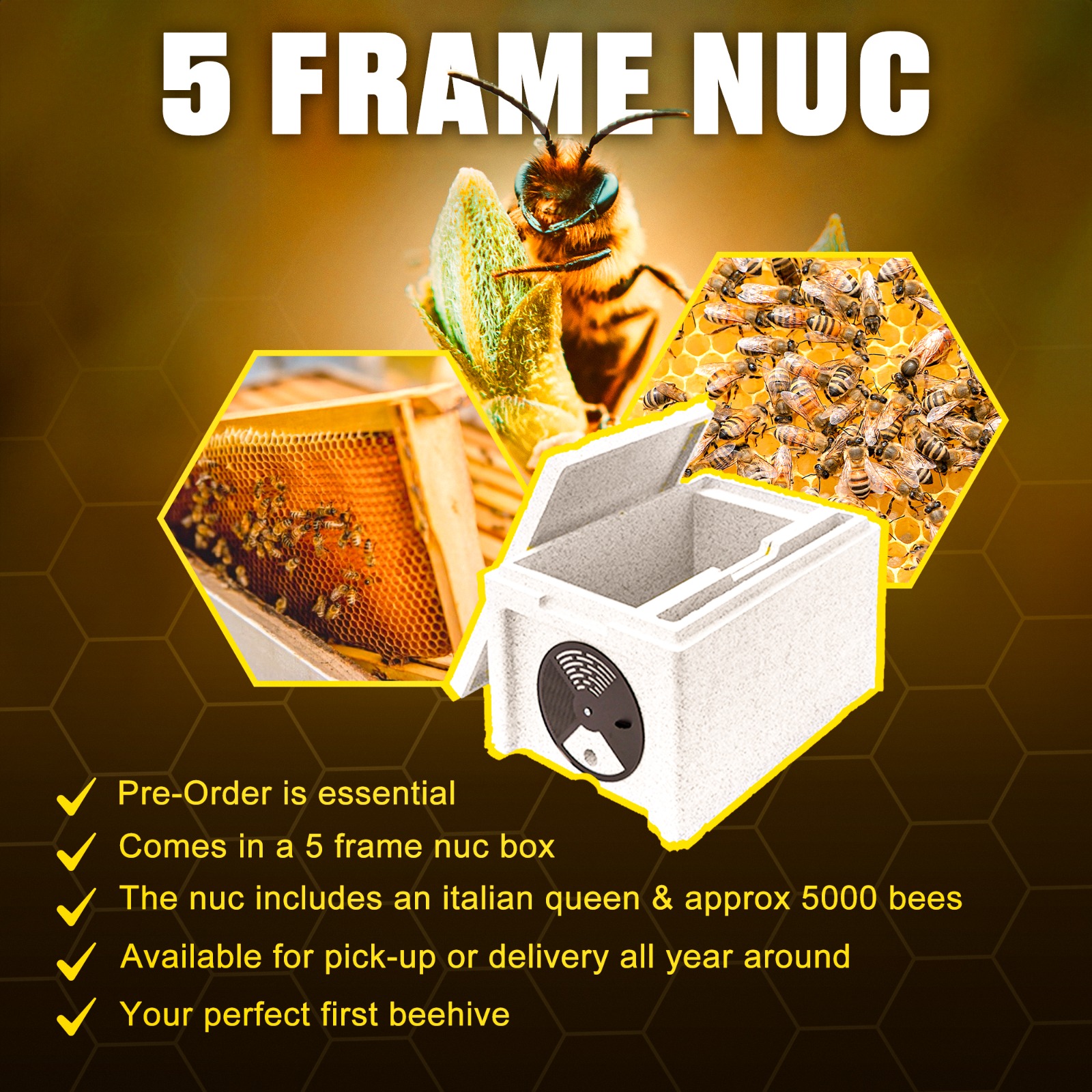 5 Frame Nuc Bee United 5-frame-nuc-bee-united